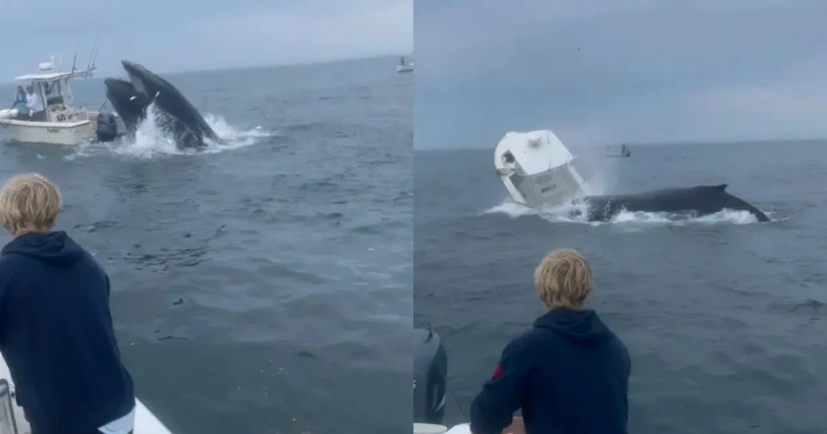 Boot kapseist door ongeluk met walvis