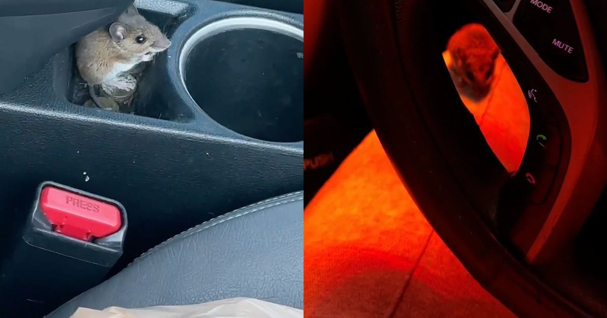 Lief of vies? Muis als bewoner in je auto