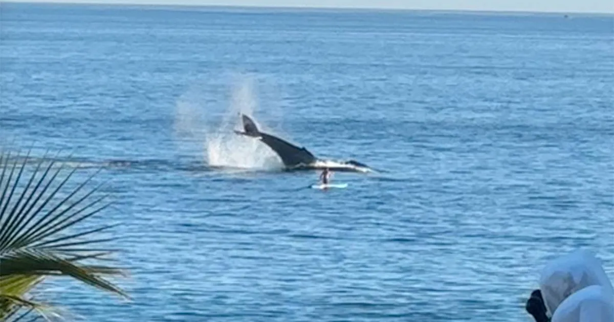 Lekker peddelen met een walvis en haar baby