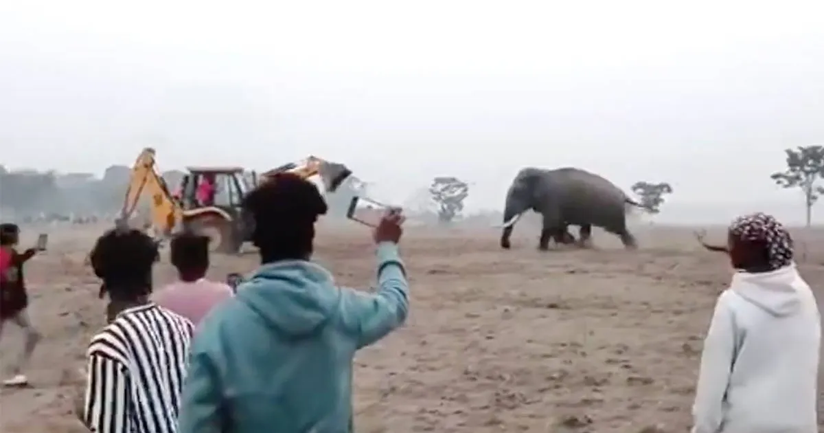 Olifant vs. JCB-graafmachine: Woedend dier schudt machine door elkaar – bestuurder gearresteerd!