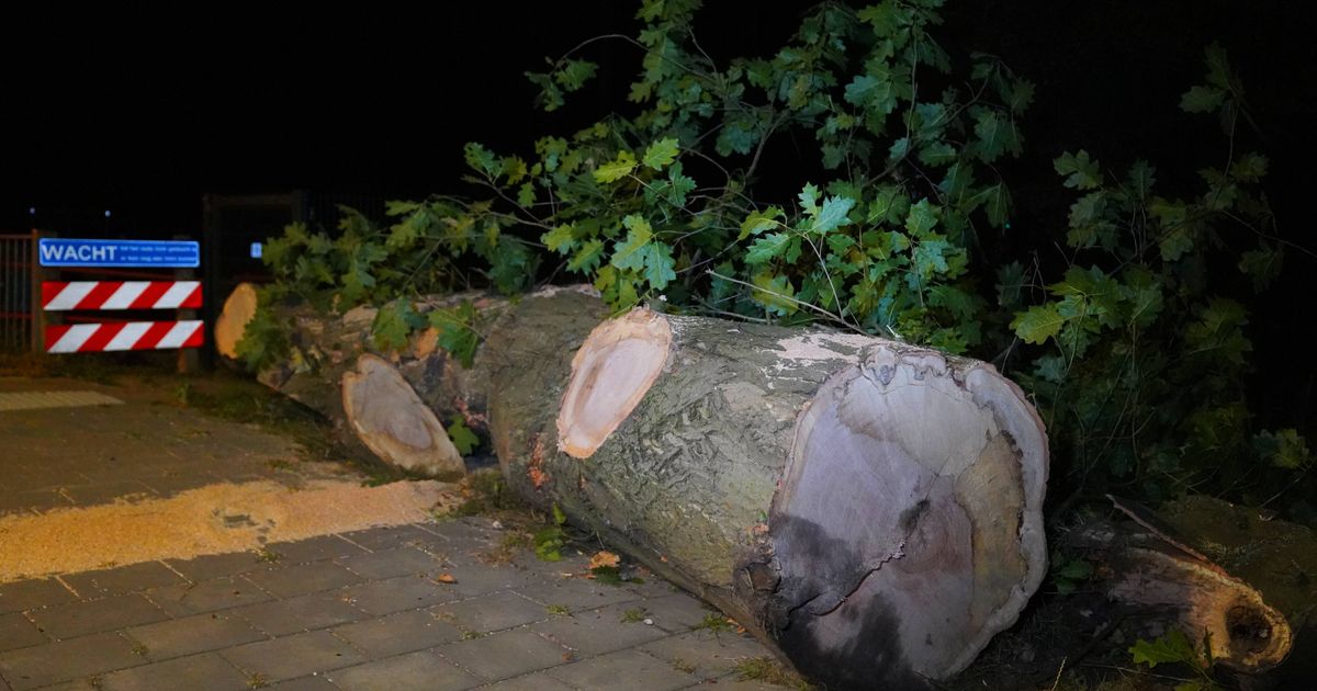 Boom zorgt voor veel overlast op het spoor