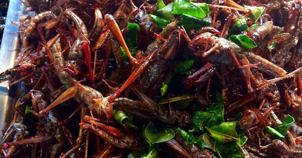 Steeds meer Nederlanders bereid insecten te eten