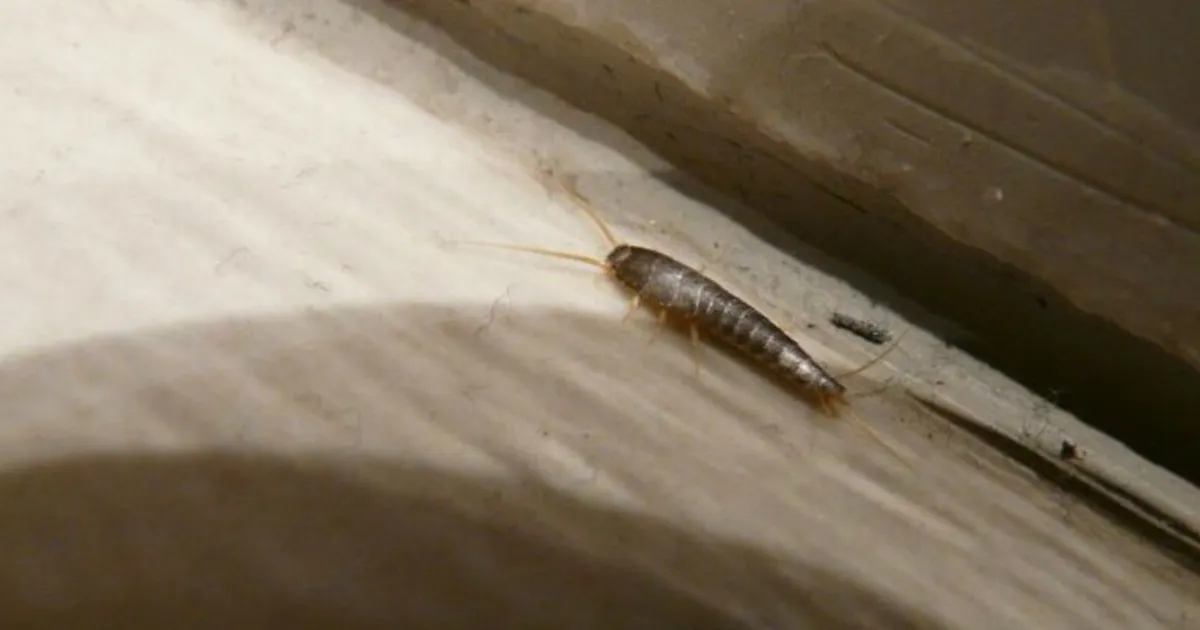 Grote stijging: zilvervisjes dringen Nederlandse badkamers binnen