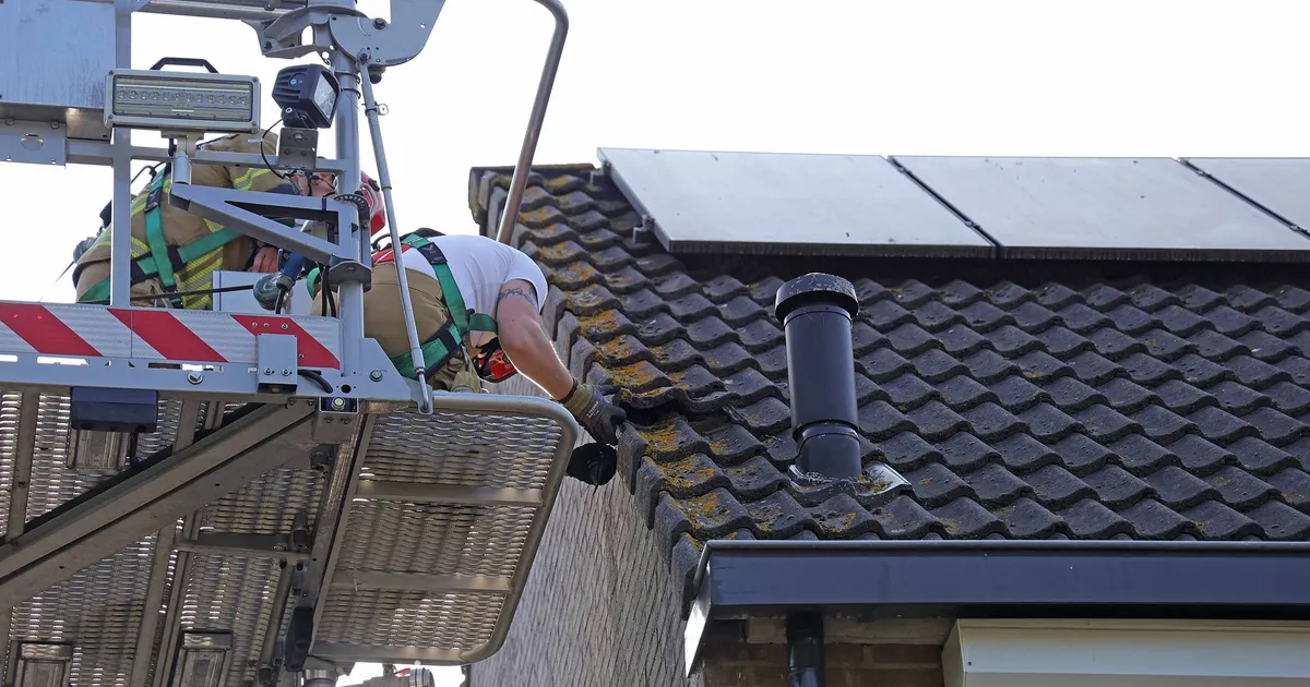 Gierzwaluw gered van benarde positie onder dakpannen in Waalwijk