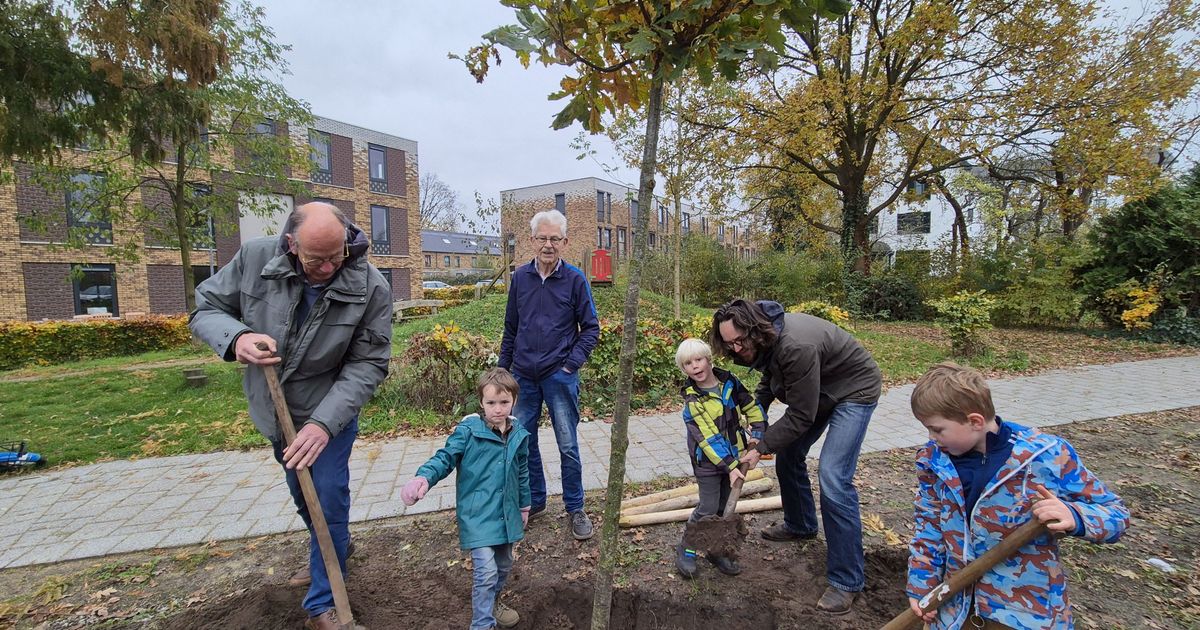 Pico Bello Pad Churchillweg afgerond met planten boom in de groenvakken