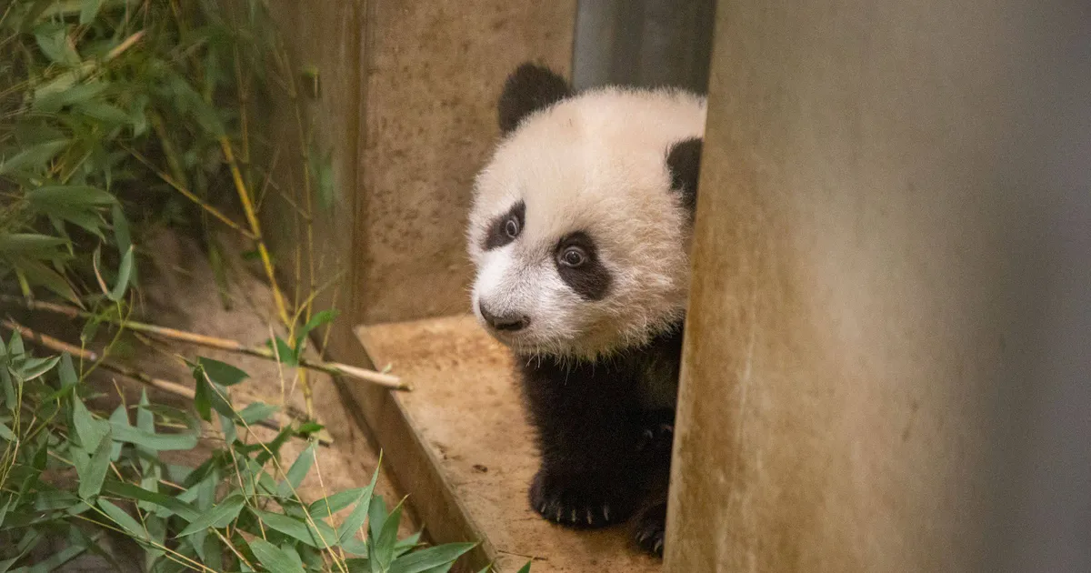 Pandajong Lang Yue vanaf morgen te zien in Ouwehands Dierenpark