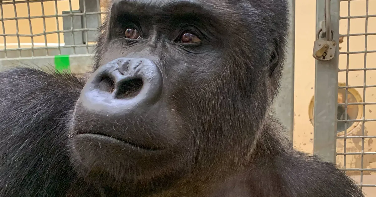 Gorillamannetje uit Warschau wordt in Burgers' Zoo leider van de groep