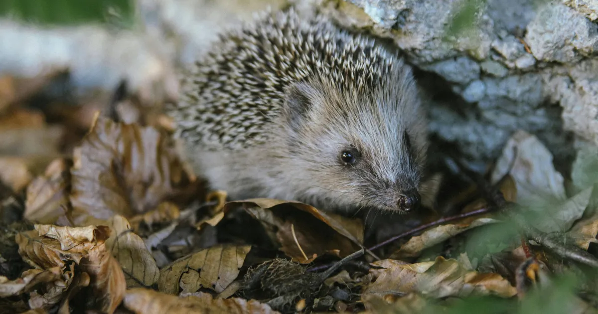 Miljoenen Nederlanders hebben nog nooit een egel in de tuin gezien