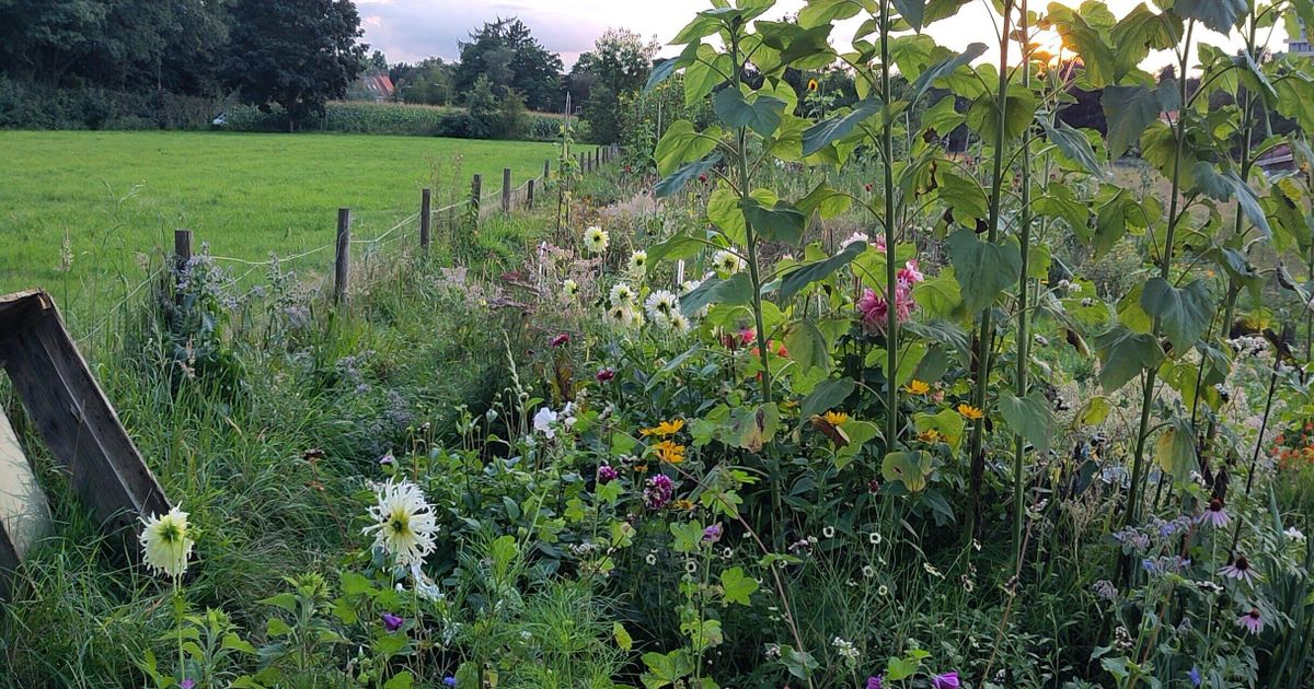 Doe mee aan Moestuin Mix: test gewassen in je eigen moestuin