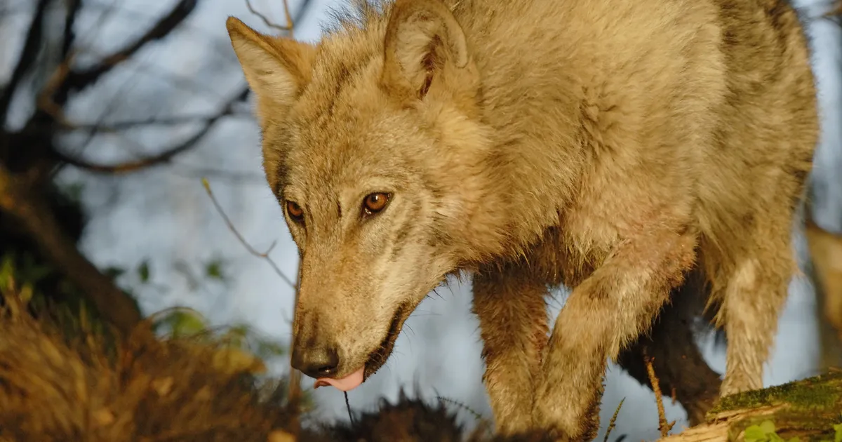 Hoe gevaarlijk is de wolf echt voor mensen?