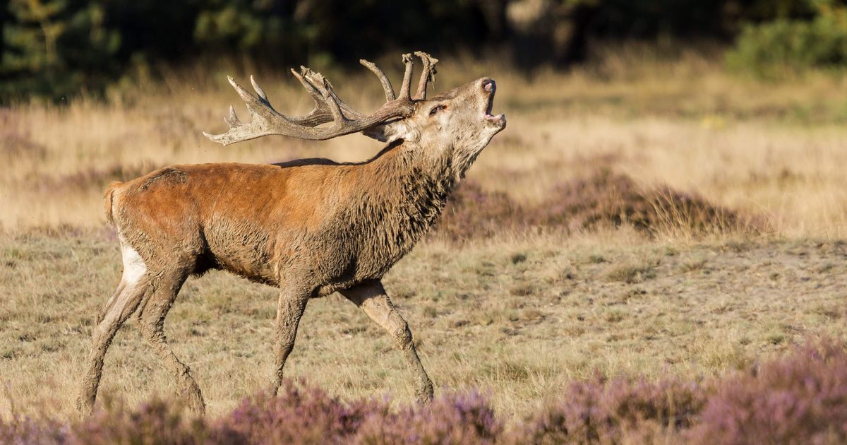 Beleef de bronst: Zo kun je de burlende herten zelf meemaken