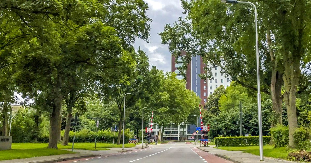 We hebben meer bomen nodig in de stad, en dit is waarom