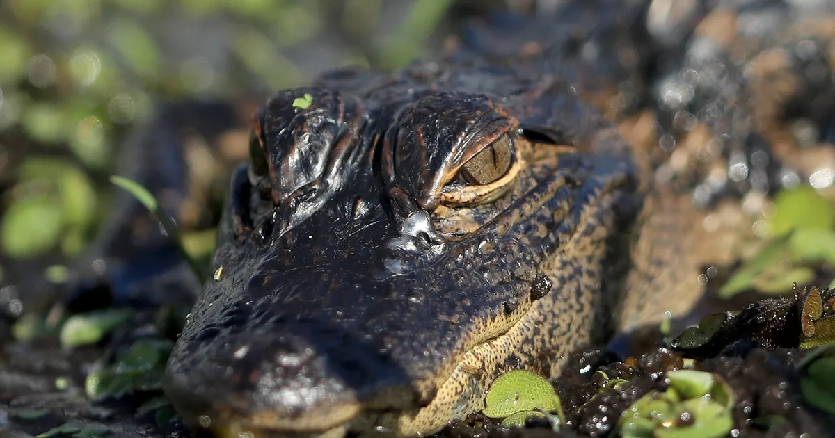 Beelden van reusachtige alligator die zo uit Jurassic Park lijkt weggelopen