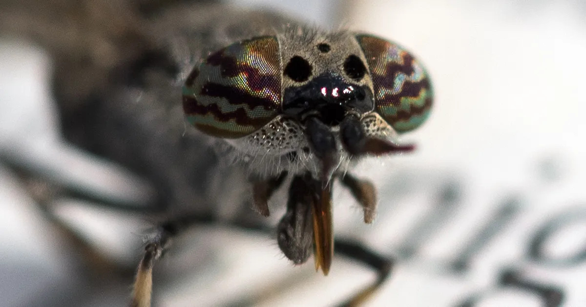 Wat moet je doen bij een dazenbeet?