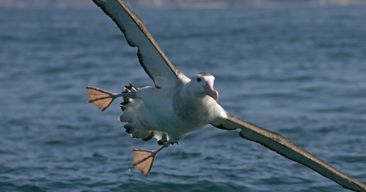 Albatros gaat viraal met stuntelige crash-landing recht voor de camera