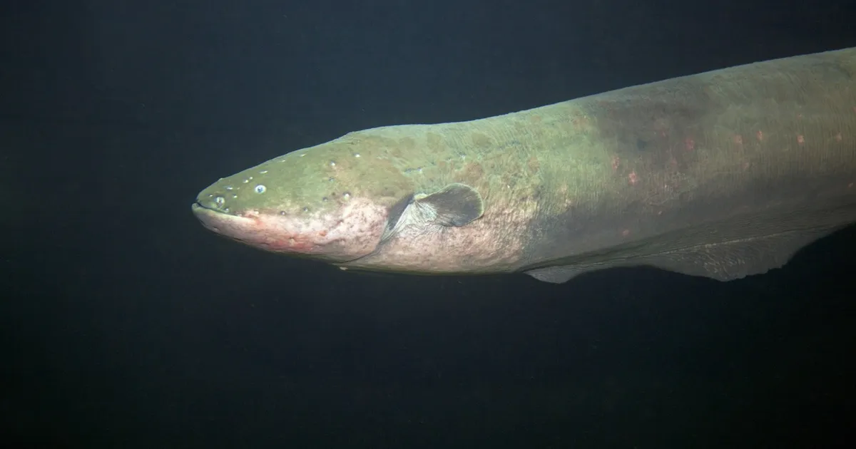 'Schokkend': grootste sidderaal produceert veel krachtigere stroomstoot ...