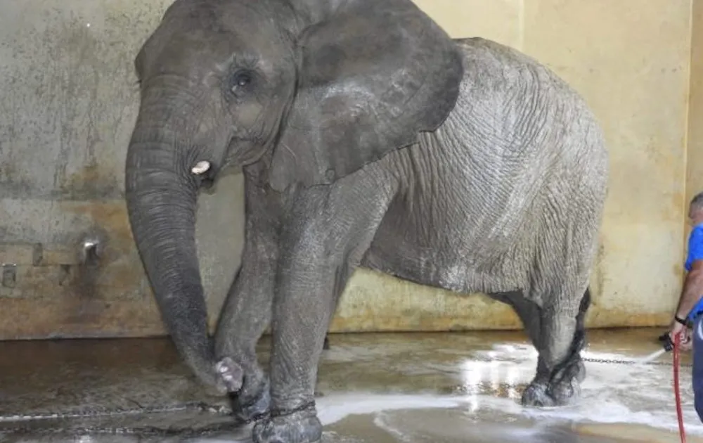 Olifant gered na 35 jaar in isolatie in horrordierentuin