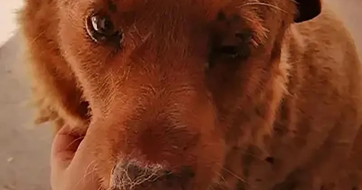 Hoera! De oudste hond ter wereld, Bobi, wordt 31