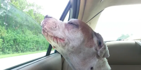 Deze bejaarde hond lacht en geniet nog één keer op zijn laatste ritje