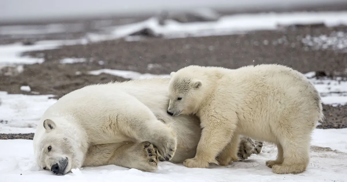 IJsbeer overlijdt aan vogelgriep op de Noordpool: “Dit is angstaanjagend”
