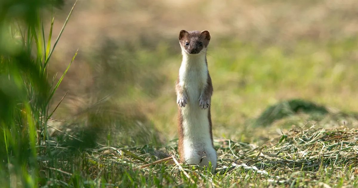 Unieke foto van bevroren hermelijn onder het ijs in Krimpenerwaard