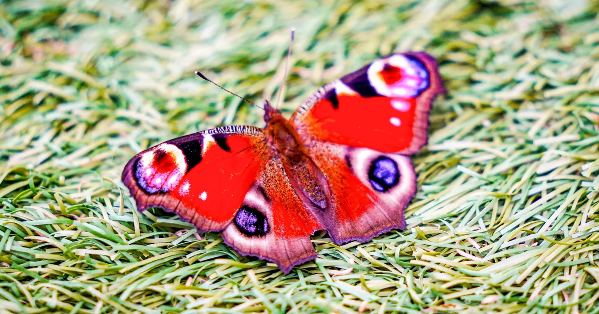 Totale aantal Nederlandse vlinders in 30 jaar gehalveerd. Wat is er aan ...