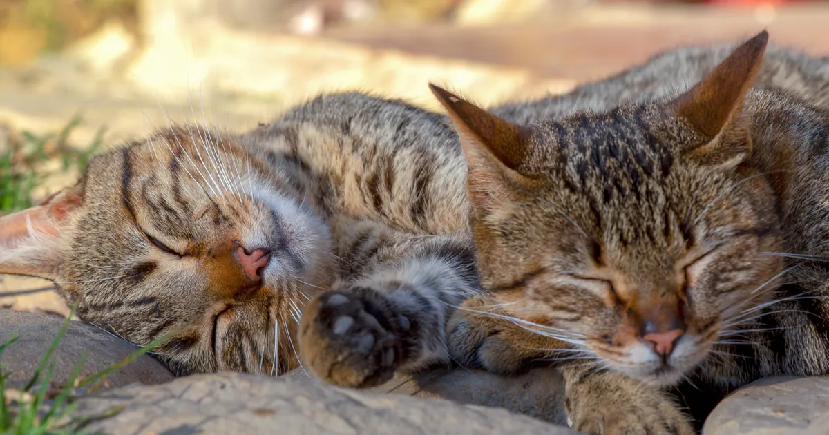 In de VS sterven nu ook katten aan vogelgriep (en af en toe een hond)