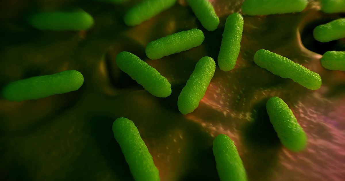 Bacteriën: Hoe zorg je ervoor dat je deze zomer niet ziek wordt