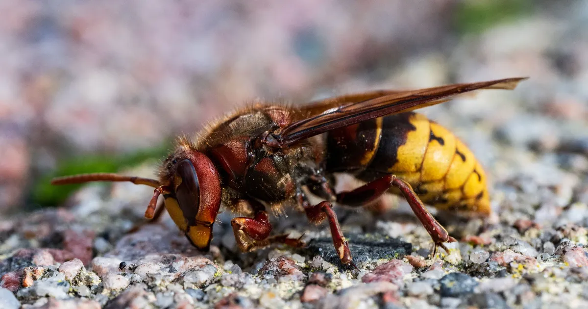 Wat moet je doen als je gestoken bent door een hoornaar?