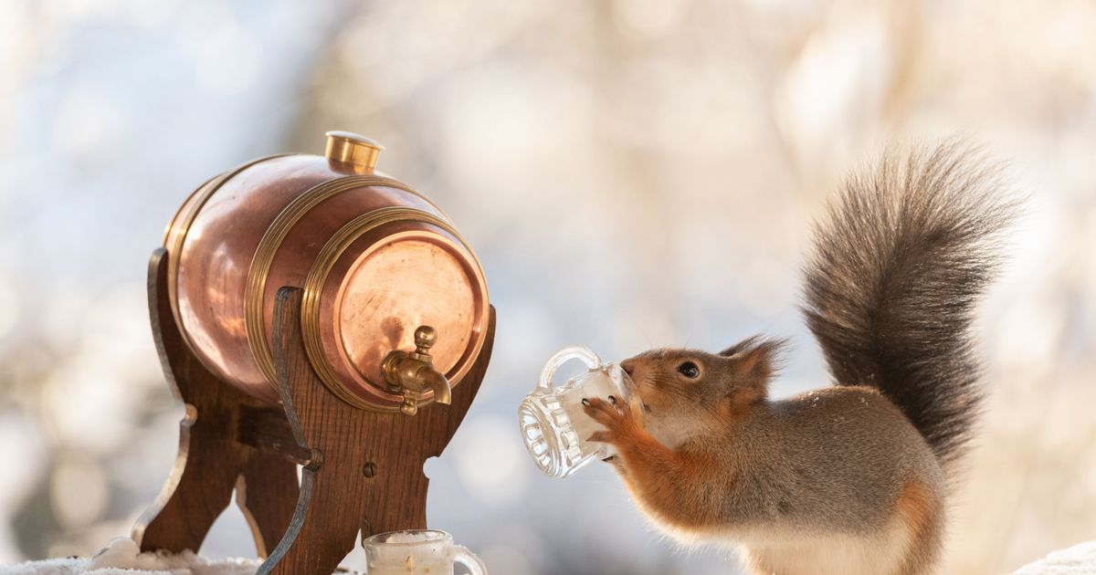 Ook dieren zijn dol op alcohol: studie ontdekt dat ze veel vaker ...