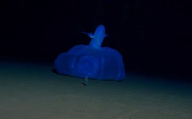 Spectaculaire beelden: kijk hoe deze spookachtige octopus over de ...