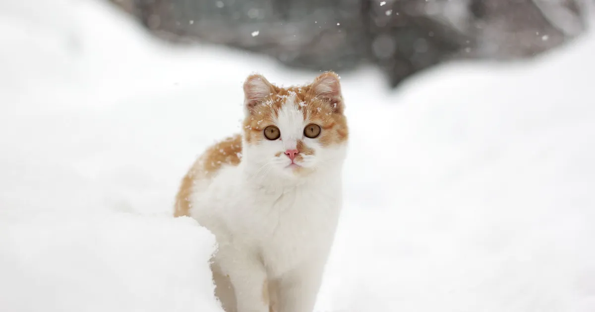 5 soorten katten die de kou haten