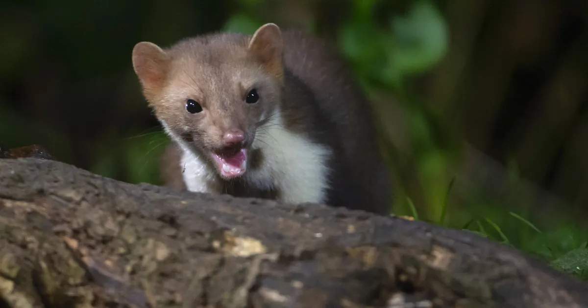 Steenmarters zijn een plaag: zo voorkom je dat ze jouw autokabels ...