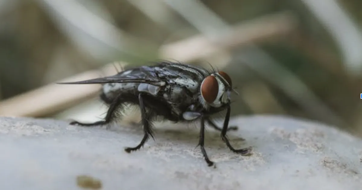 Last van insecten, zelfs in de winter?