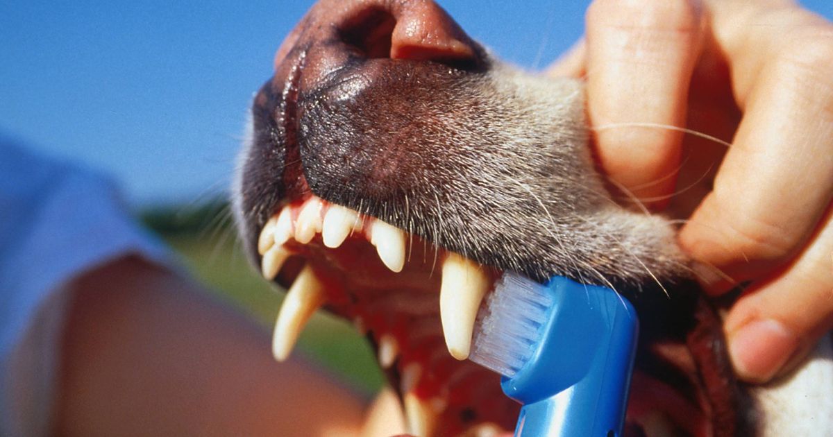 Is het echt nodig om de tanden van je hond te poetsen?