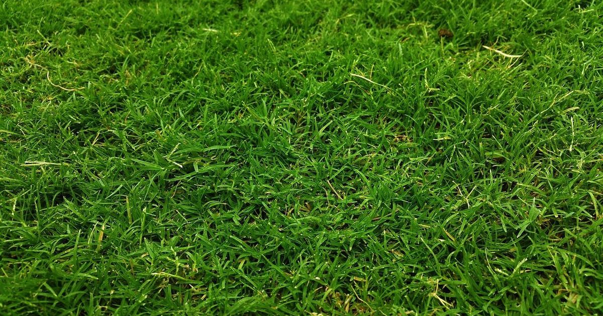 Waarom gras in de tuin een slimme keuze is
