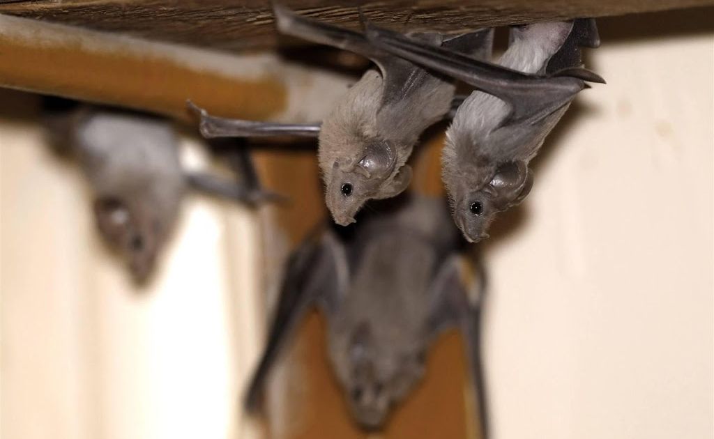 Vleermuizen doodgemarteld in bunker Den Haag