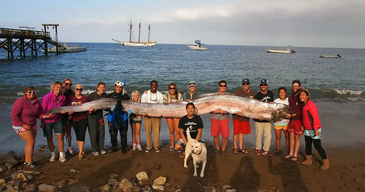 Gigantische uiterst zeldzame 'doomsday'-vis aangespoeld in Tasmanië