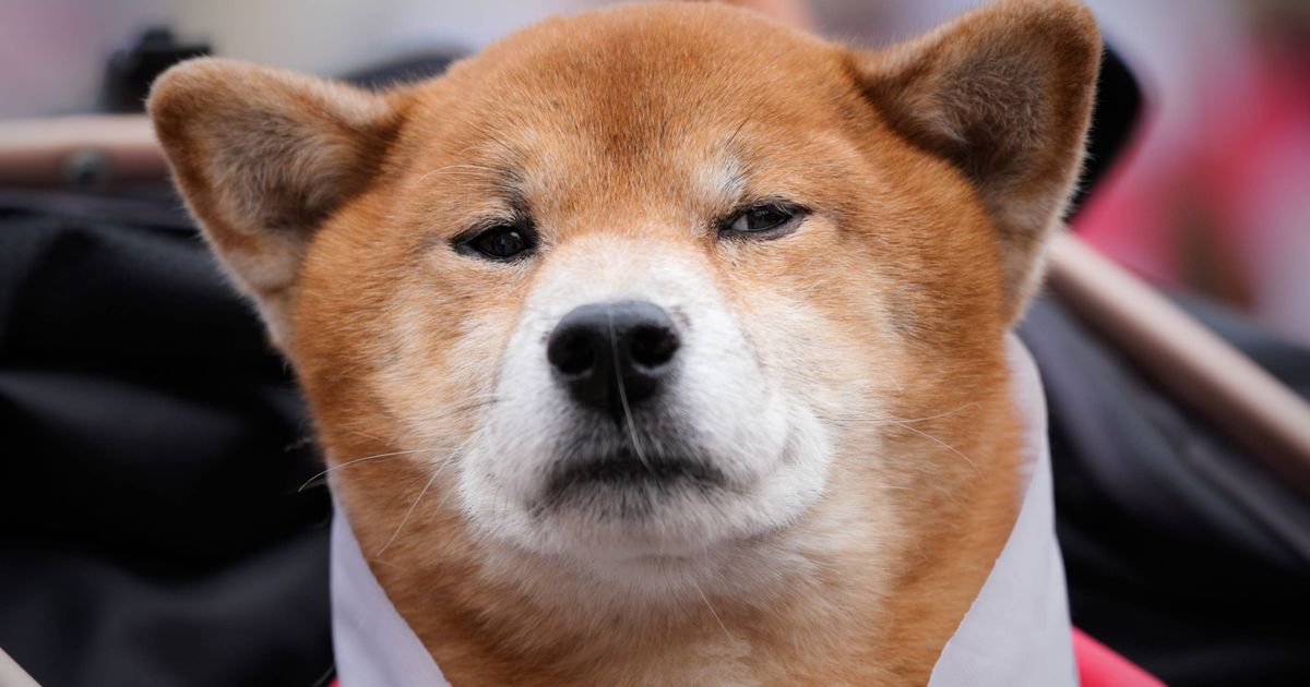 Dit is hoe oud je hond écht is in mensenjaren; het is niet leeftijd keer 7