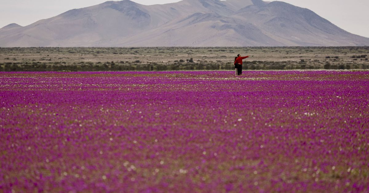 Prachtige beelden: de droogste woestijn ter wereld staat in bloei