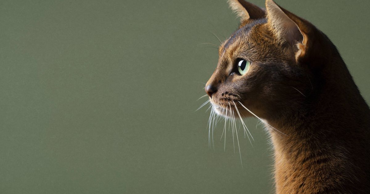 Helaas: je kat houdt niet echt van je, je hond wel