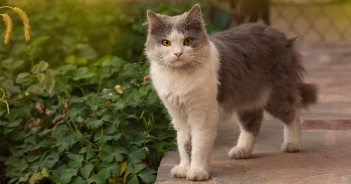 Dit is hoe je katten op een diervriendelijke manier weert uit je tuin