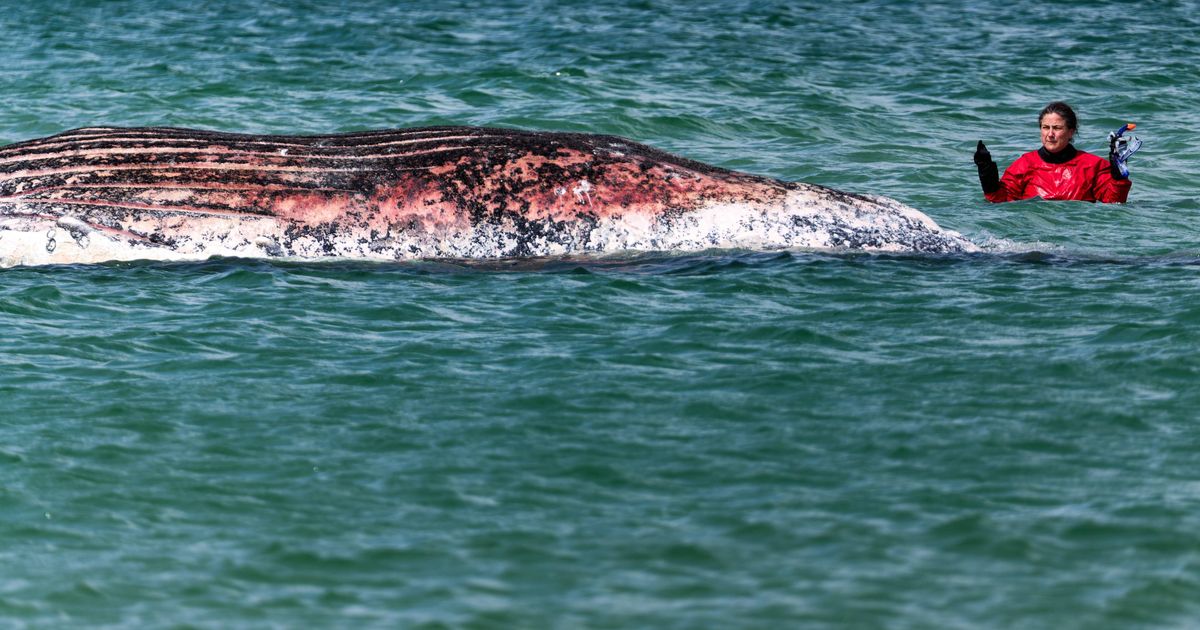 Aangespoelde walvis Timmy dreigt te exploderen: groot gevaar voor mens ...