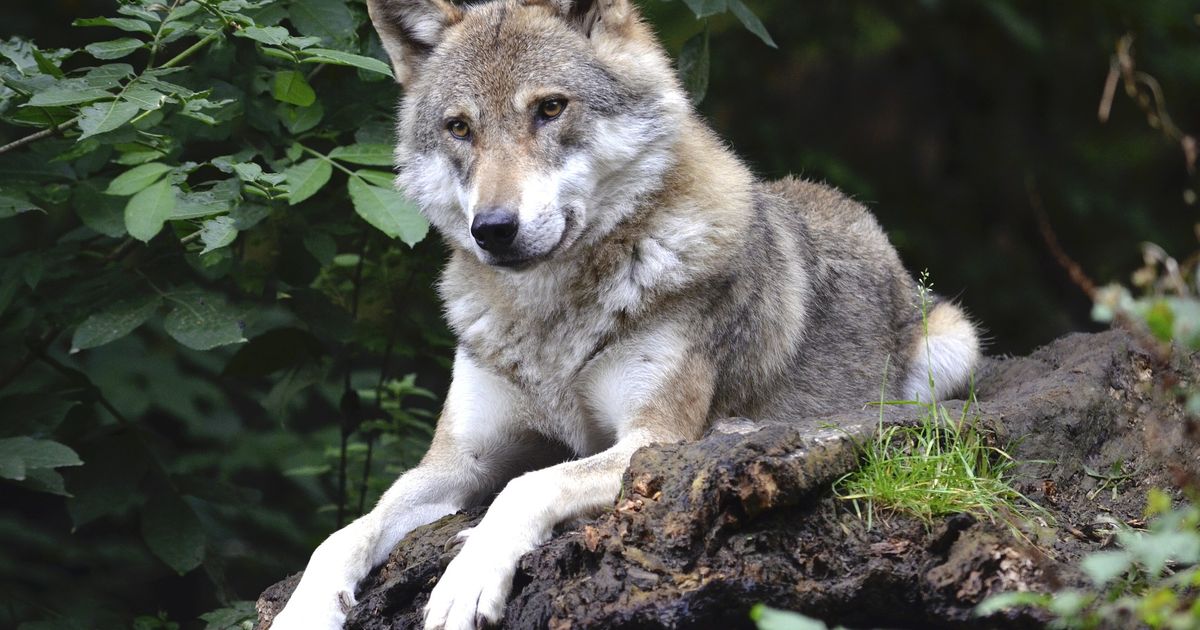 Drenthe onderzoekt interventierichtlijn wolf