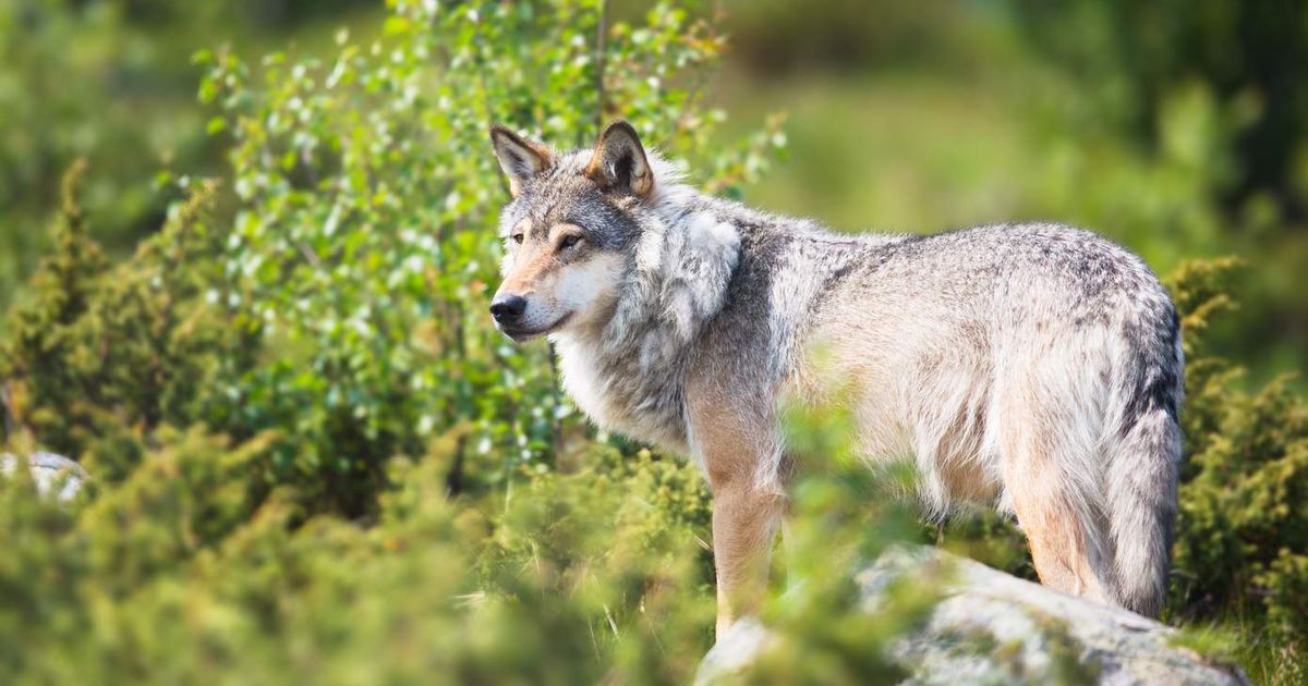 Nieuwe subsidieregeling voor wolfwerende rasters: 30 mille per aanvrager