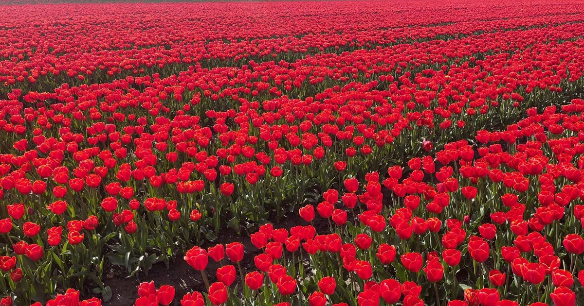 Grote vreedzame demonstratie van Gifvrij Westerveld
