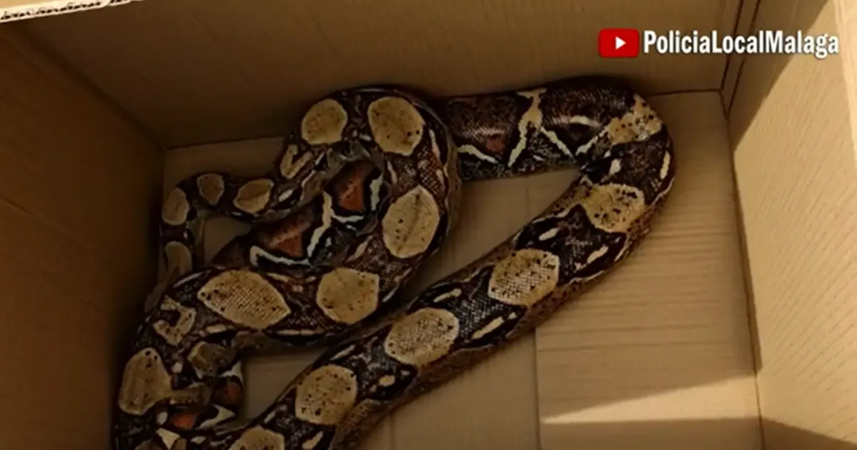 Groep wielrenners vindt boa constrictor van 2,3 meter lang langs de weg in Malaga
