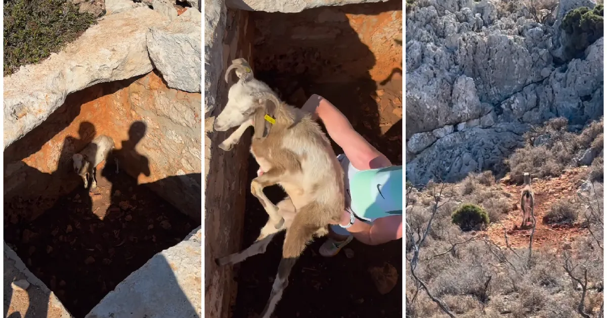 🎥 "GOAT helps goat": Demi Vollering performs heroic deed for a little ...