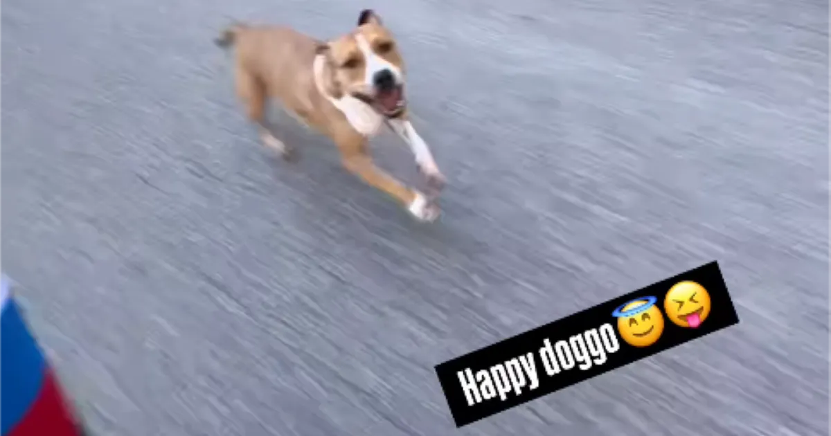 📸 Chasing Pogacar: Meet the dog who tried to outsprint the World Champion