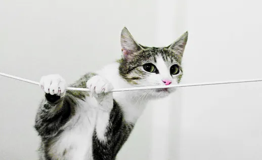 Kabinet werkt aan chip- en registratieplicht voor katten